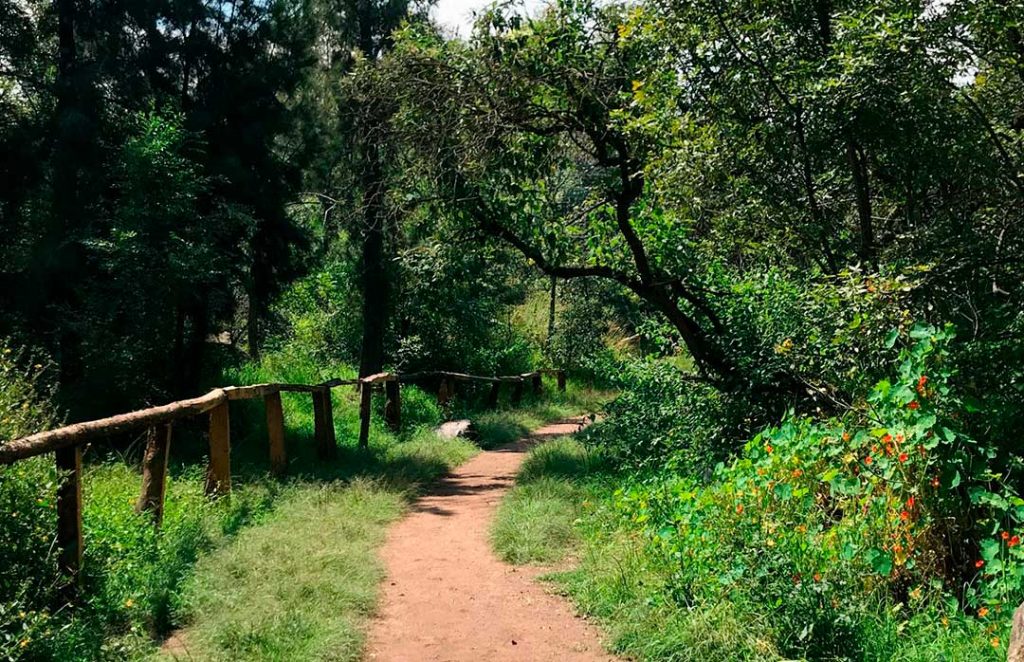 4 áreas verdes de la Ciudad de México